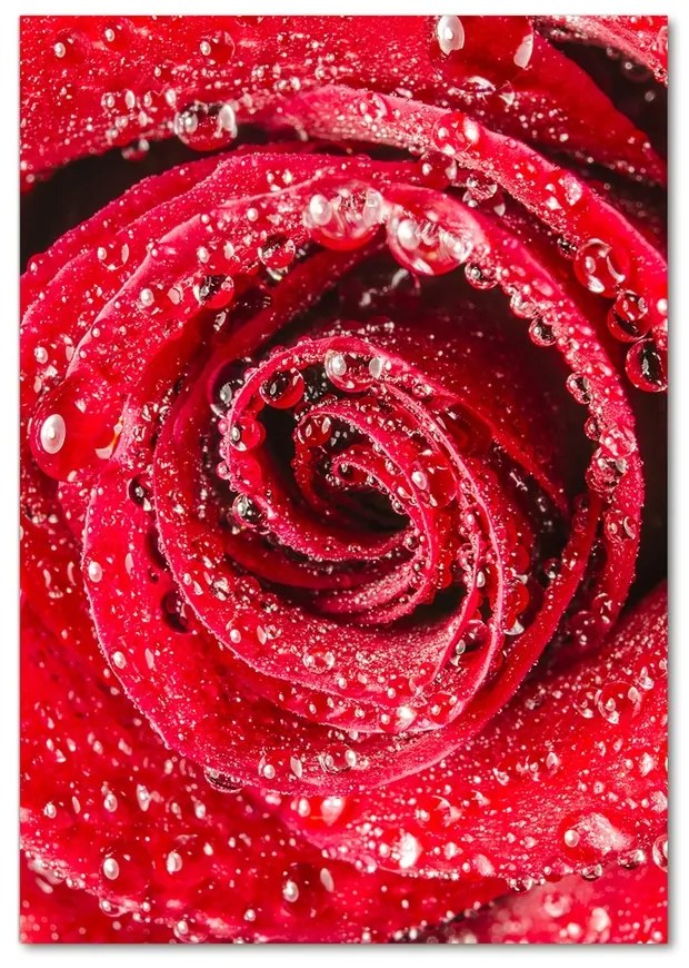 Wallmuralia Foto obraz sklo tvrzené Červená růže 70x100 cm