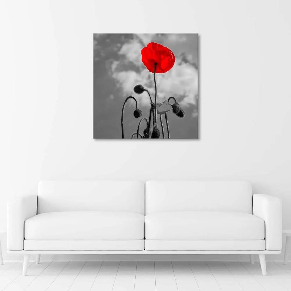 Gario Obraz na plátně Kvetoucí Vlčí mák Rozměry: 30 x 30 cm
