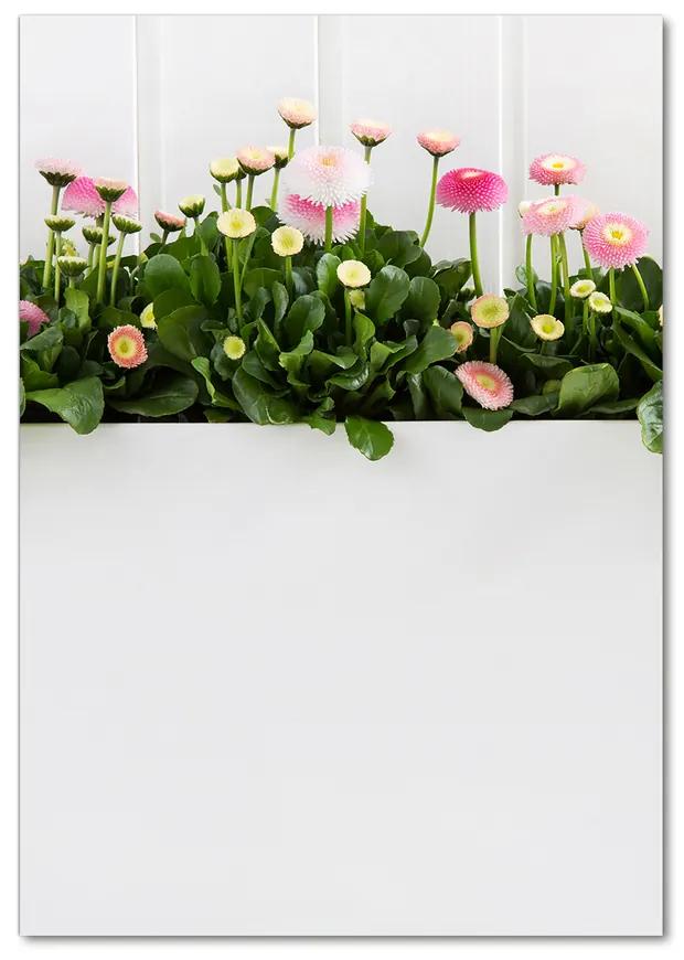 Wallmuralia Foto obraz skleněný svislý Růžové sedmikrásky 70x100 cm