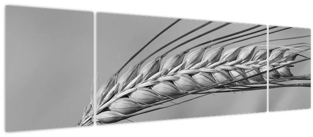Obraz - Pšenice, černobílá (170x50 cm)