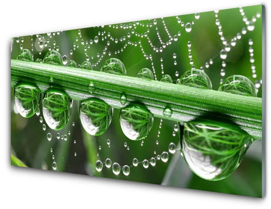 akrylový obraz Pavučina Kapka Rostlina 125x50 cm