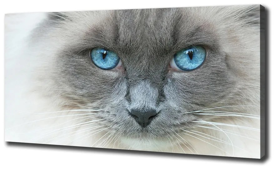 Wallmuralia Moderní fotoobraz canvas na rámu Kočka modré oči 140x70 cm