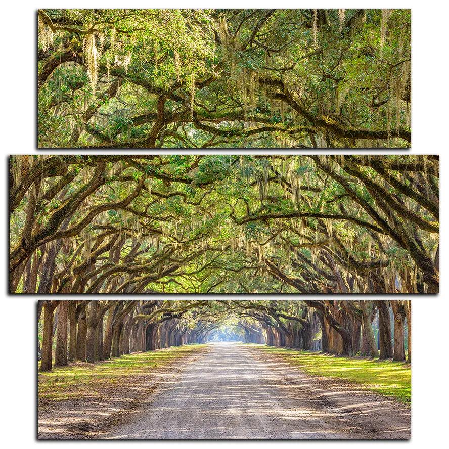 Obraz na plátně - Historické dubové stromy lemované polní cestou - čtverec 3239D (105x105 cm)