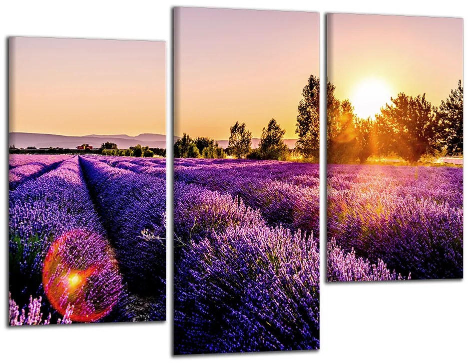 Obraz na plátně Pole v Provence 3038DX