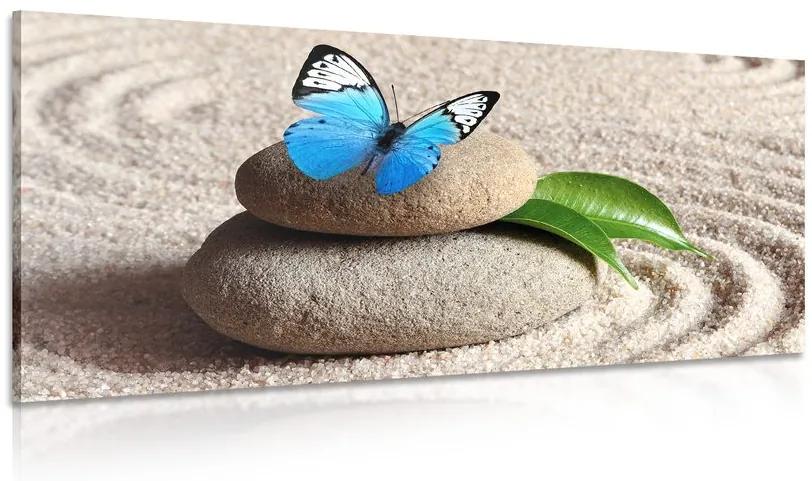 Obraz modrý motýl na Zen kameni