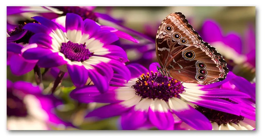 Wallmuralia Foto obraz akrylové sklo Motýl na květině 140x70 cm