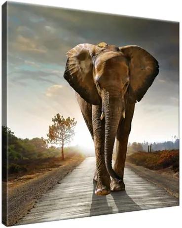 Tištěný obraz Osamělý silný slon 30x30cm 2479A_1AI