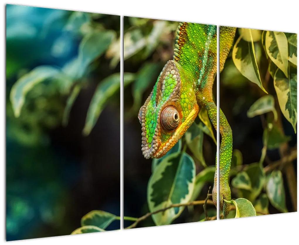 Obraz chameleona (120x80 cm), 40 dalších rozměrů