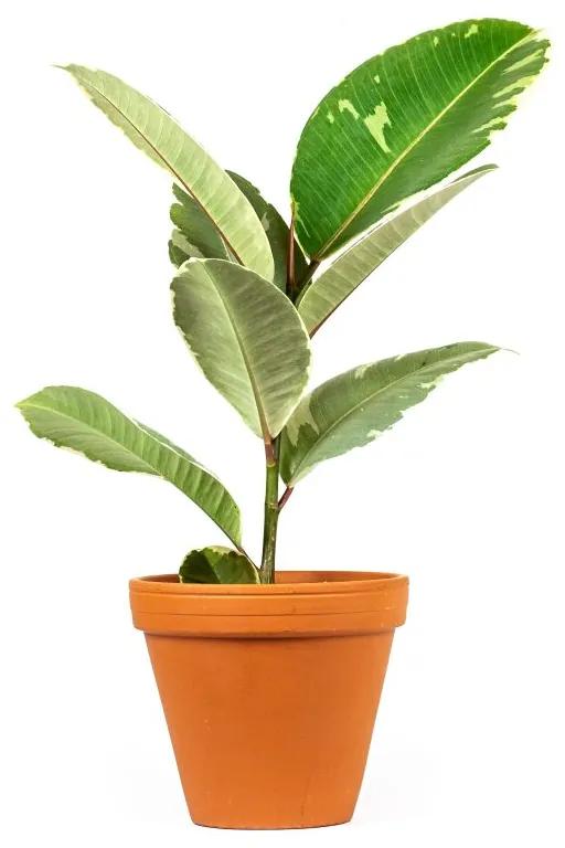 Pokojová rostlina Ficus elastica Tineke, průměr 12 cm