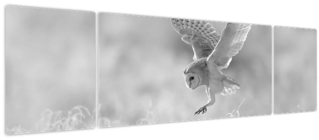 Obraz - Sova v poli (170x50 cm)