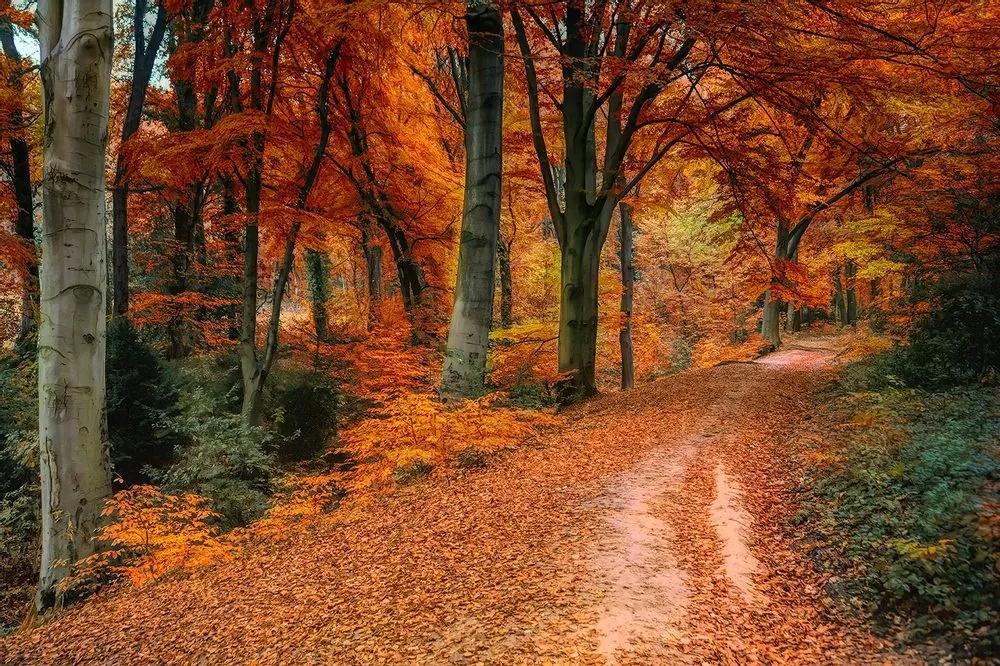 Fototapeta les v podzimním období - 300x270