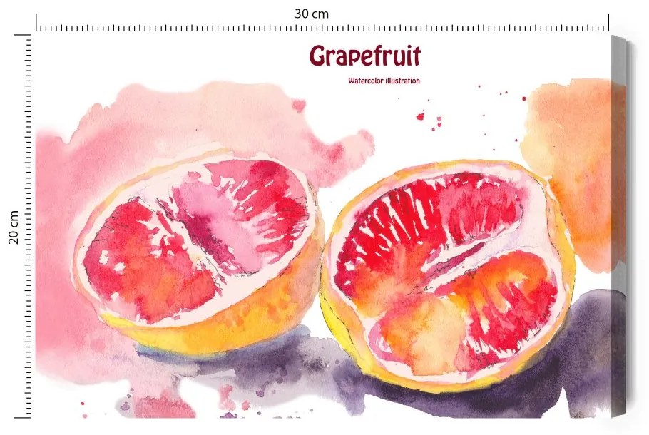 Obraz Grapefruit Malovaný Akvarelem Nedostatek Nedostatek Přírodní plátno 90x60