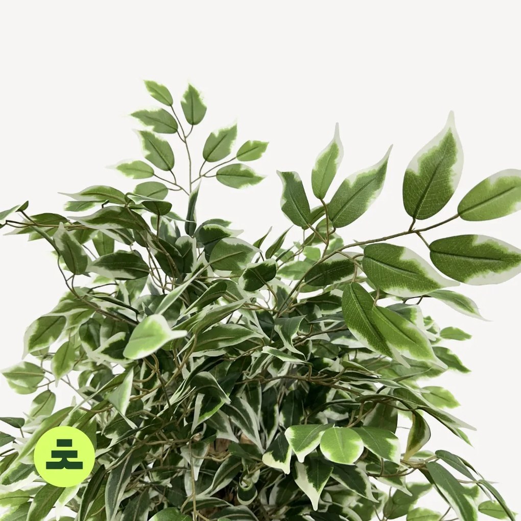 Umělý Ficus Twilight 160 cm