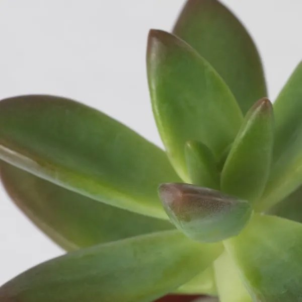 SUCCULENT Rostlina, různé druhy/Sukulent, 9 cm