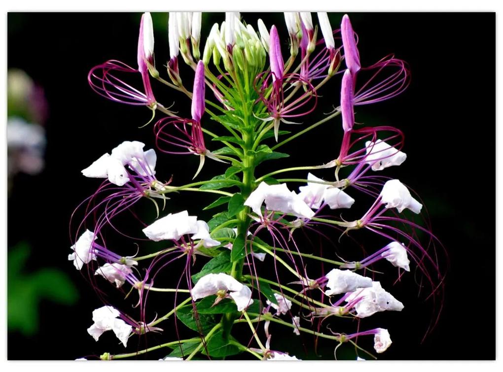 Obraz květiny (70x50 cm)