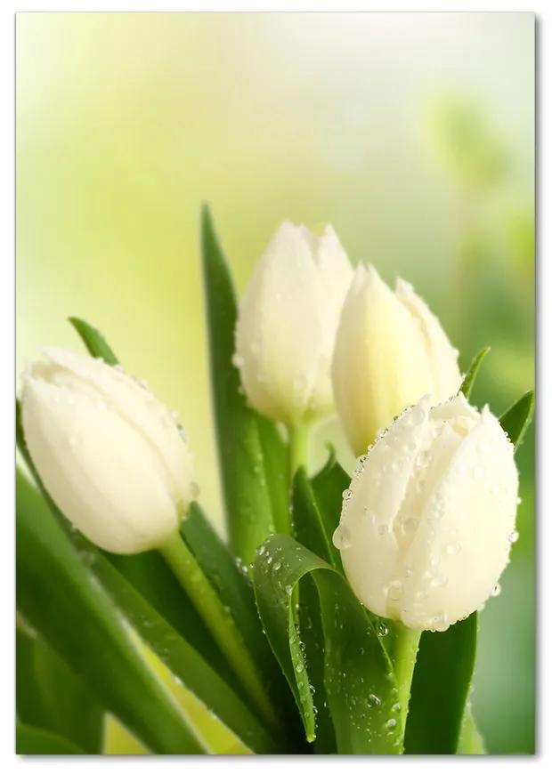 Wallmuralia Foto obraz fotografie na skle Bílé tulipány 70x100 cm