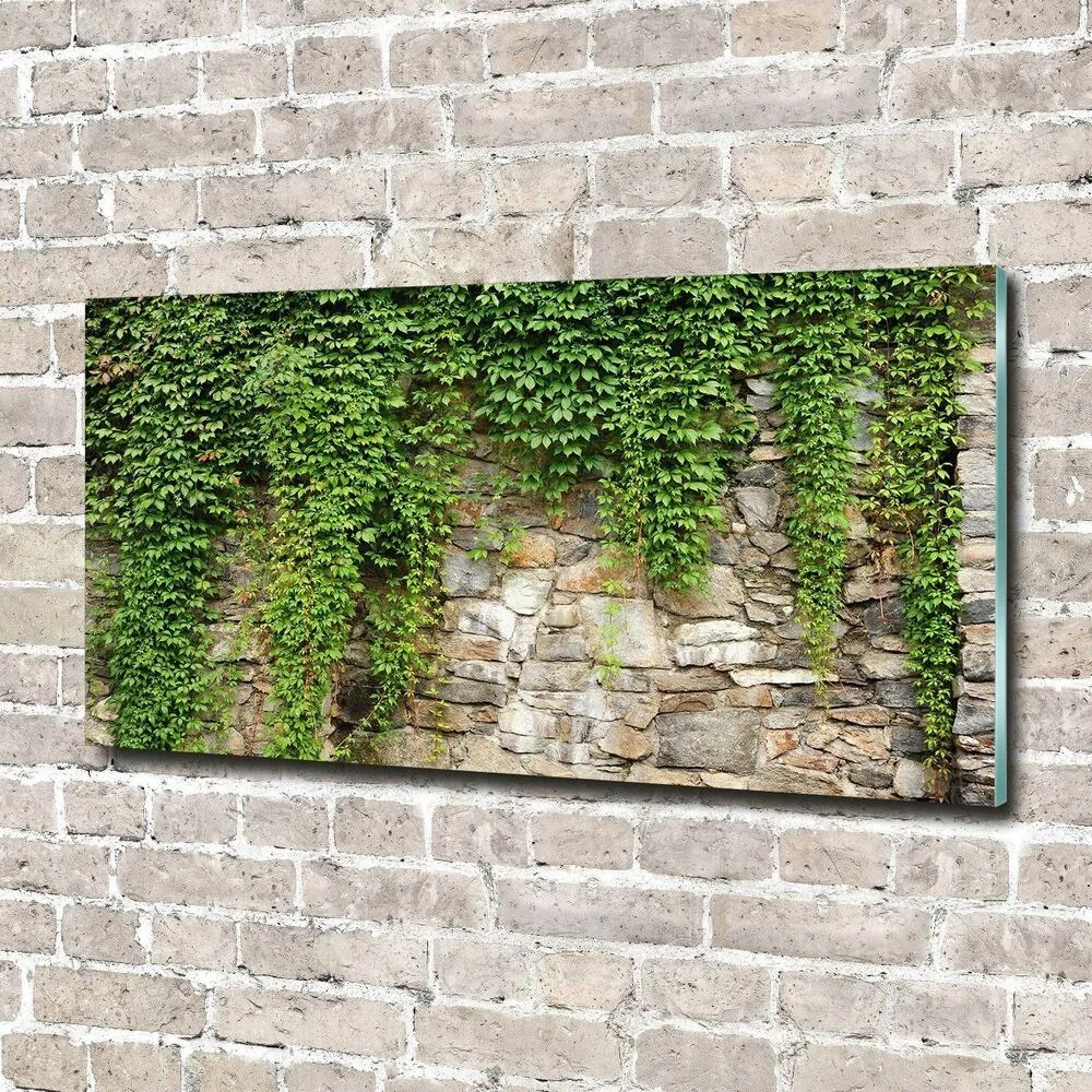 Wallmuralia Foto obraz sklo tvrzené Zelený břečťan 140x70 cm