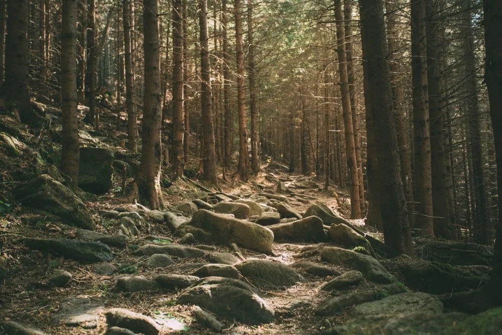 Fototapeta Lesní Stromy Kameny Omyvatelný vlies 368x254