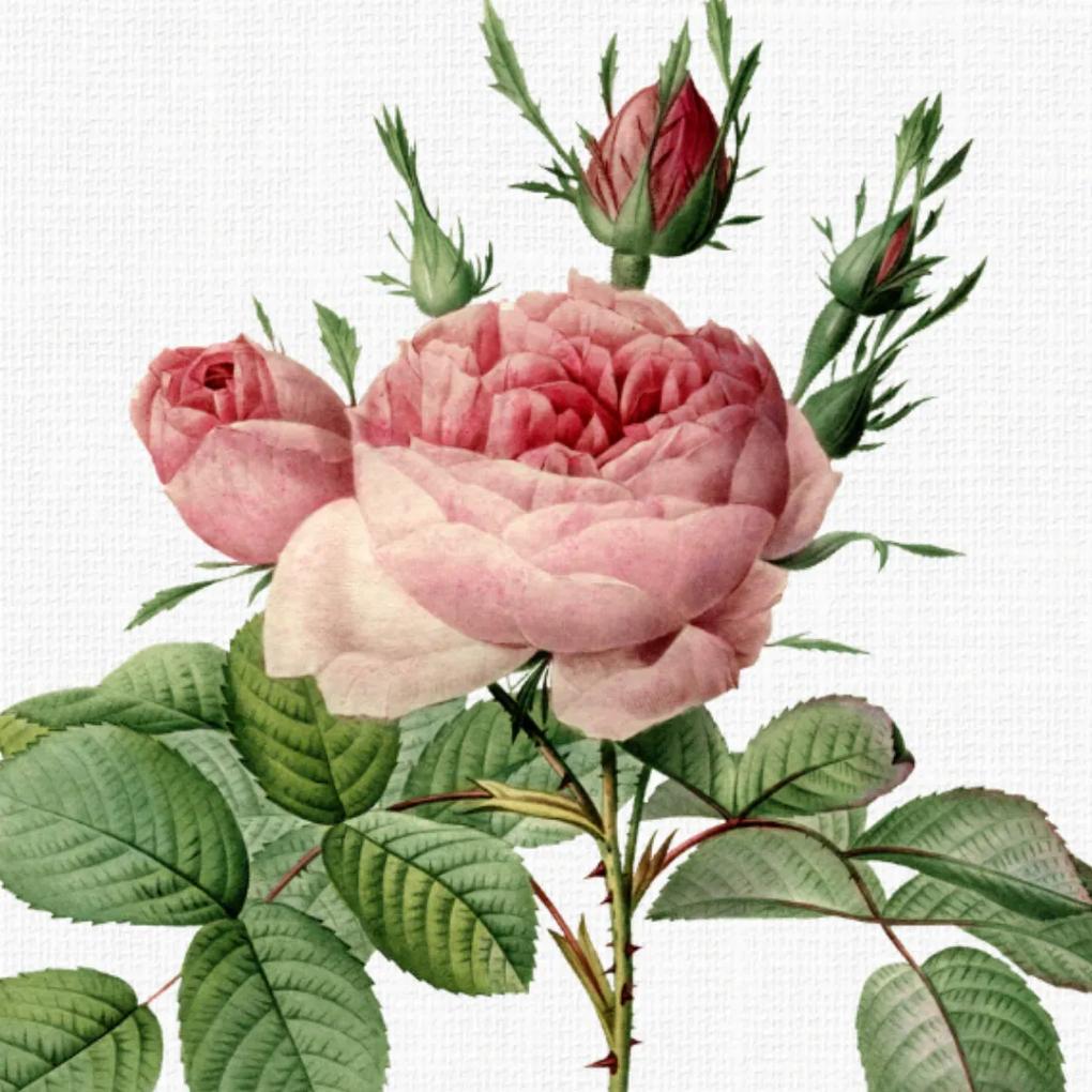 Obrázek růže provence A5 (148 x 210 mm): A5