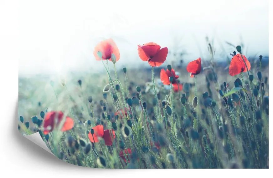 Fototapeta Poppy Field Strukturální vinyl 254x184