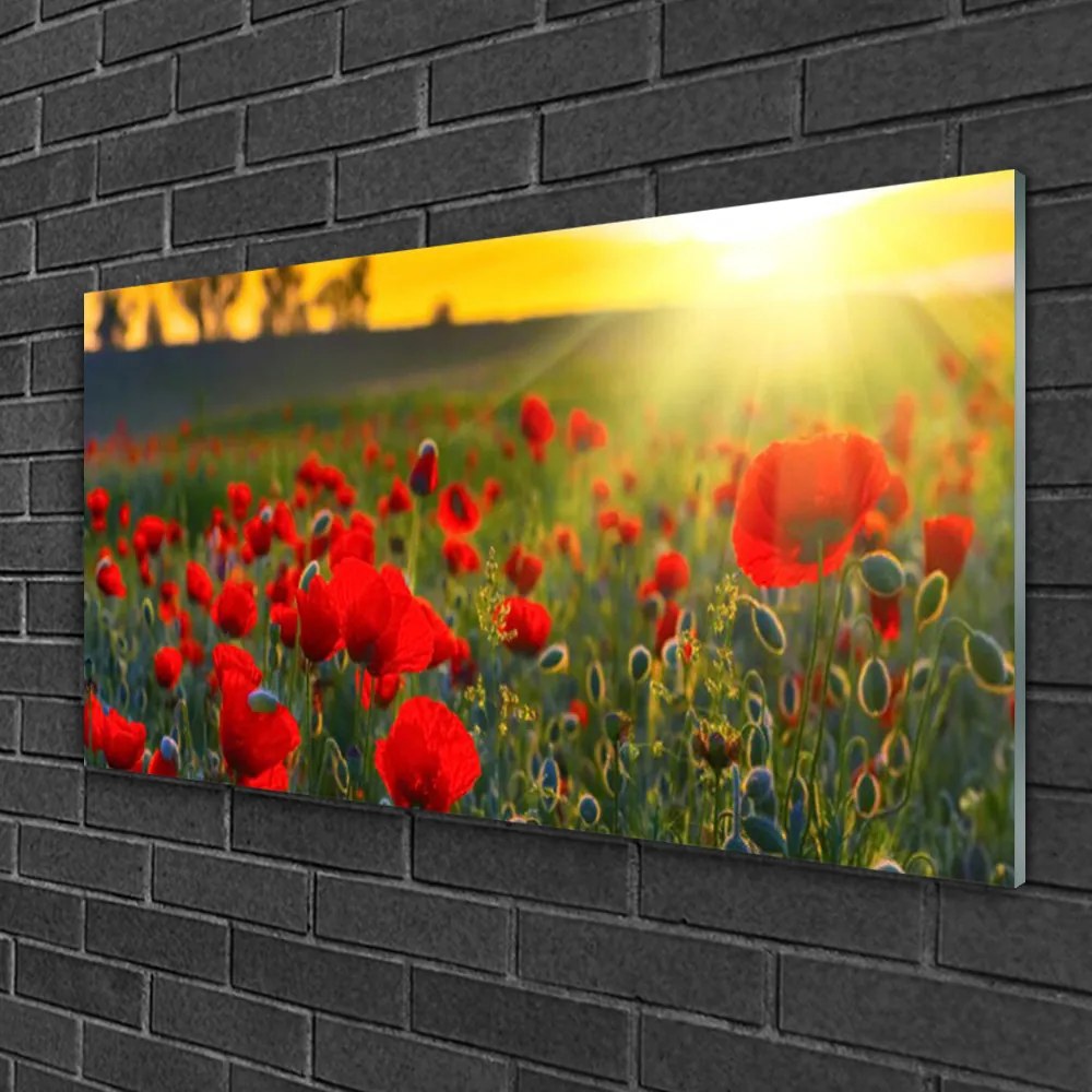 Obraz na skle Louka Máky Rostlina Příroda 100x50 cm