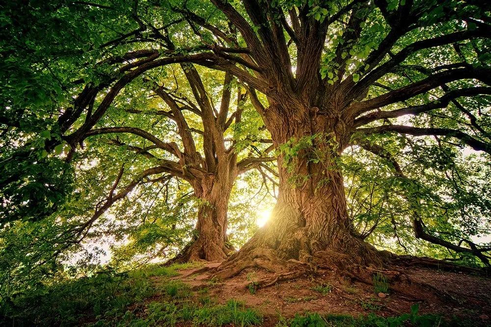 Fototapeta majestátní stromy - 300x200 cm
