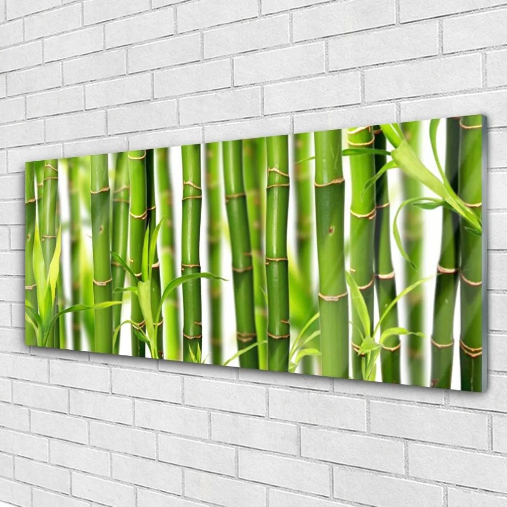 Plexisklo-obraz Bambusové Výhonky Listy Bambus 125x50 cm