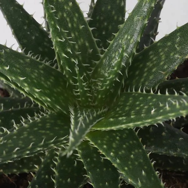 SUCCULENT Rostlina, různé druhy/Sukulent, 9 cm