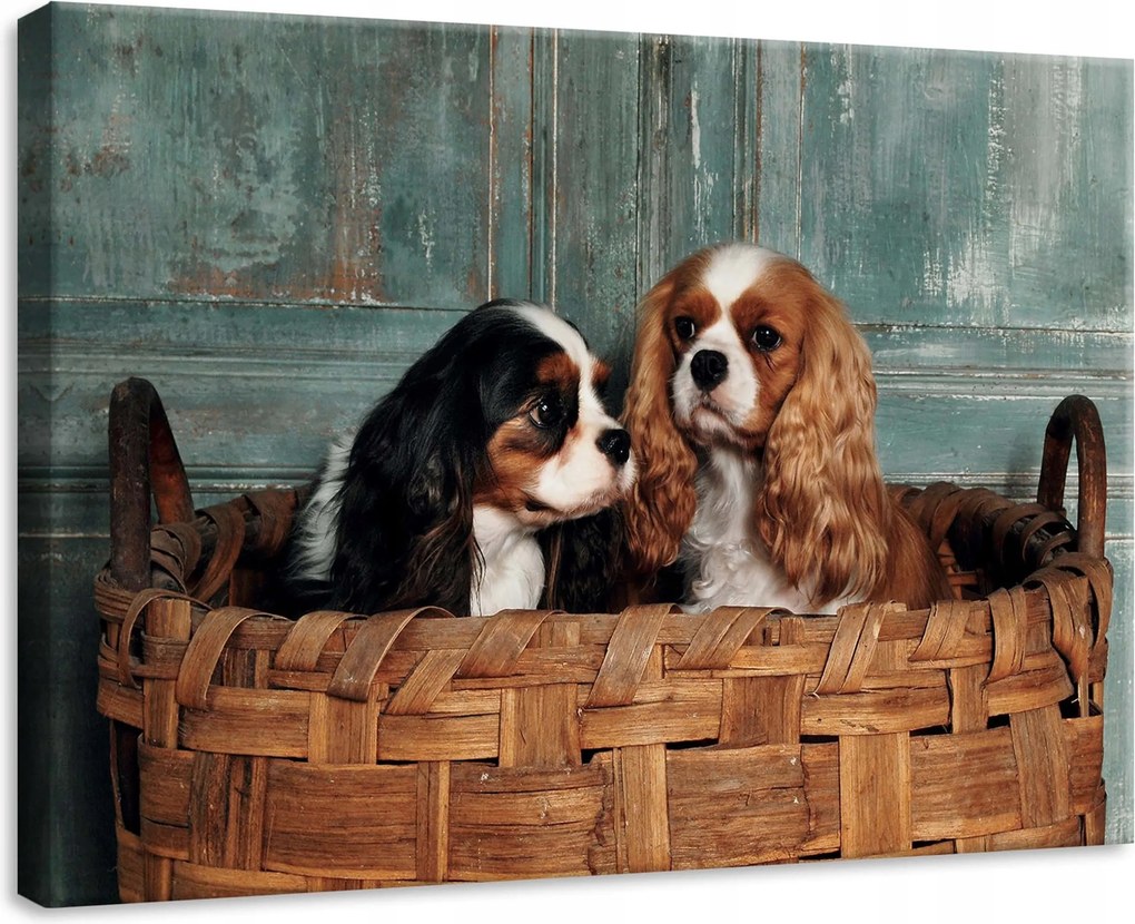 Obraz 70x50 Štěňata Cavalier King Charles Spaniel košík sladký