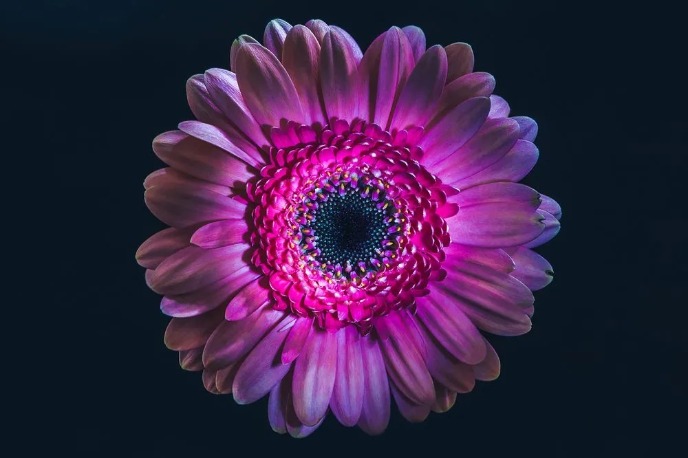 Samolepící tapeta purpurová gerbera