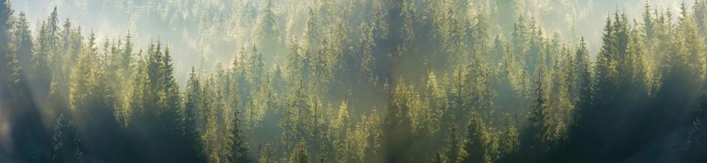 DIMEX | Fototapeta do kuchyně Zamlžený les KI-260-194 | 260 x 60 cm | zelená, černá, šedá