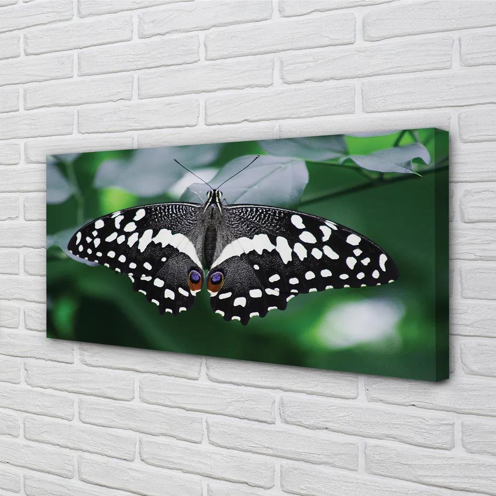 Obrazy na plátně Barevný motýl listí 120x60 cm