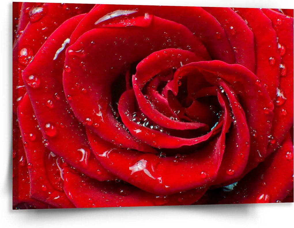 Obraz - Růže 150x110 cm