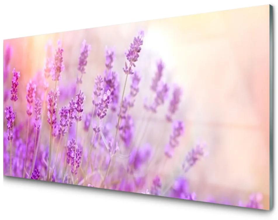 Plexisklo obraz Levandulové Pole Slunce Květiny