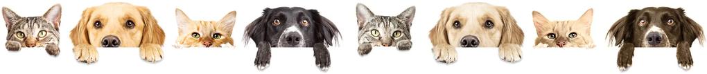 DIMEX | Fototapeta do kuchyně Kočky a psi KI-420-175 | 420 x 60 cm | bílá, šedá, černá, béžová