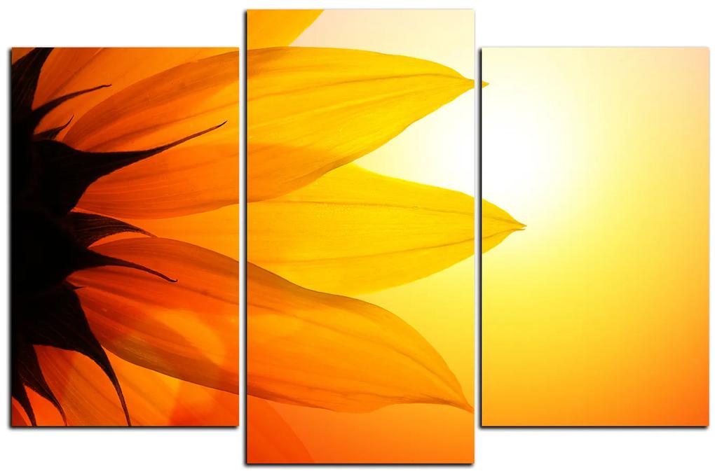 Obraz na plátně - Slunečnice květ 1201C (105x70 cm)
