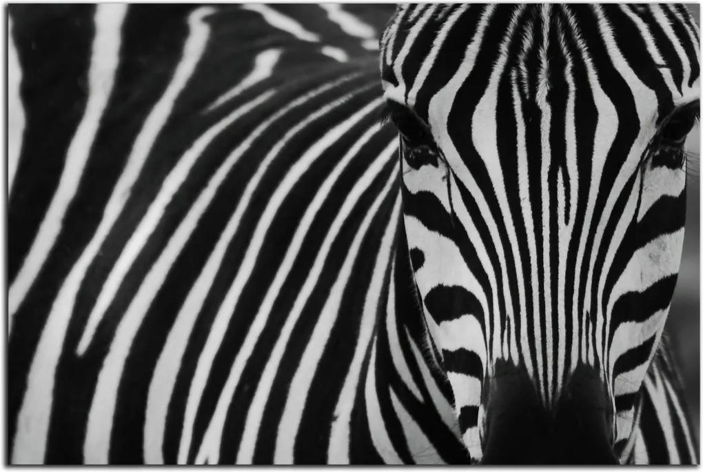 Obraz Zebra , vícedílný