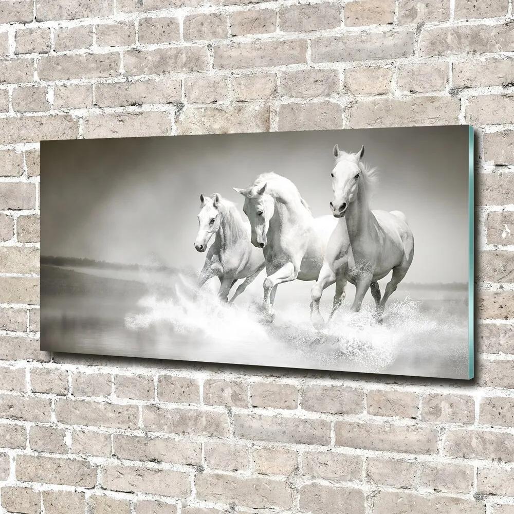 Wallmuralia Foto obraz fotografie na skle Bílí koně 140x70 cm