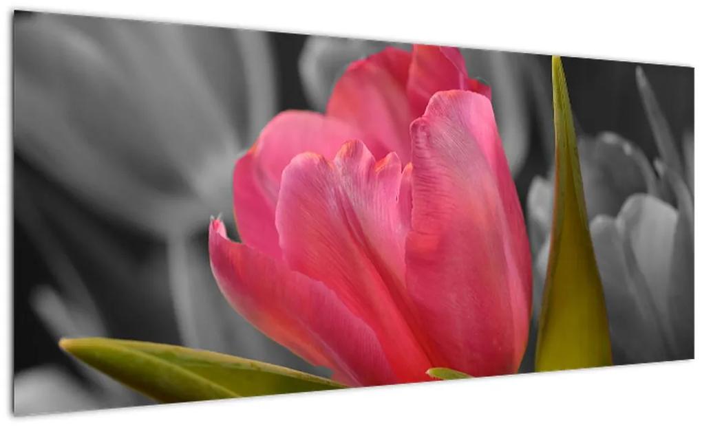 Obraz červeného tulipánu na černobílém pozadí (100x40cm)