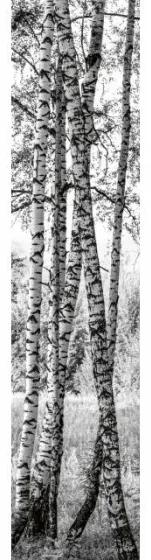 DS-003 Samolepící tapeta BŘÍZY - samolepící dekorační pás | 60 x 260 cm | šedá, bílá, černá