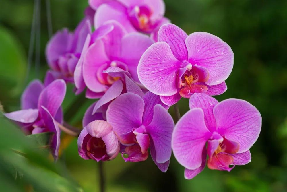 Fototapeta Orchid Blossoms 3D Omyvatelný vlies 450x300