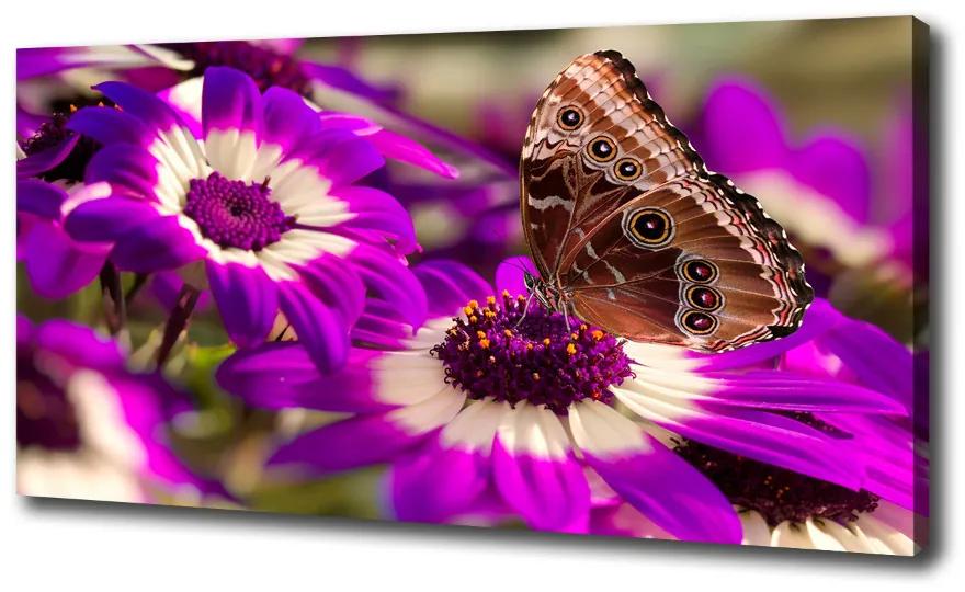 Wallmuralia Foto obraz tištěný na plátně Motýl na květině 100x50