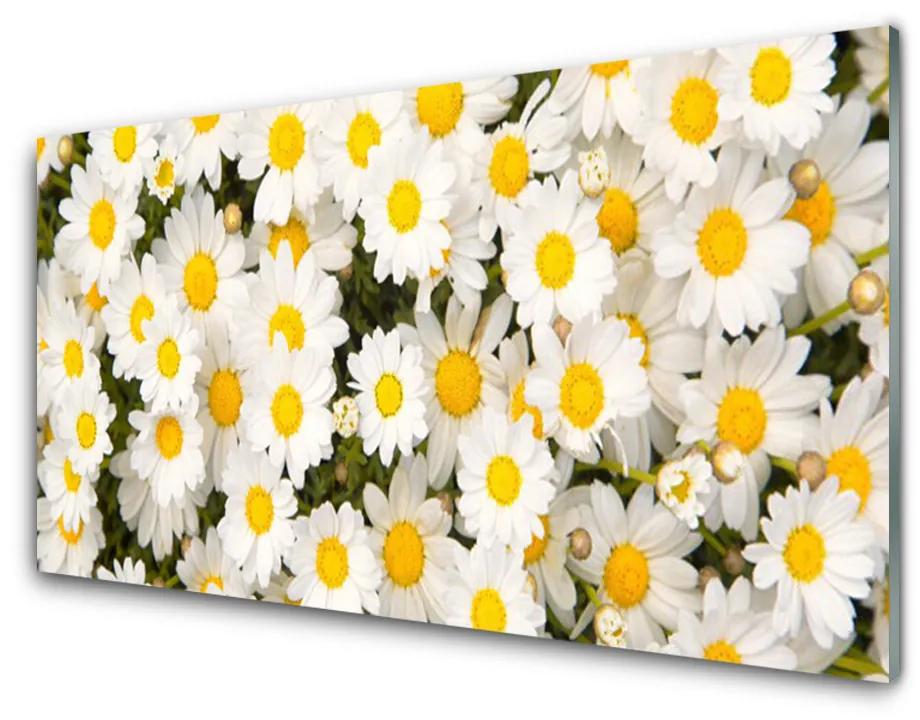 Plexisklo-obraz Sedmikrásky Květiny 140x70 cm