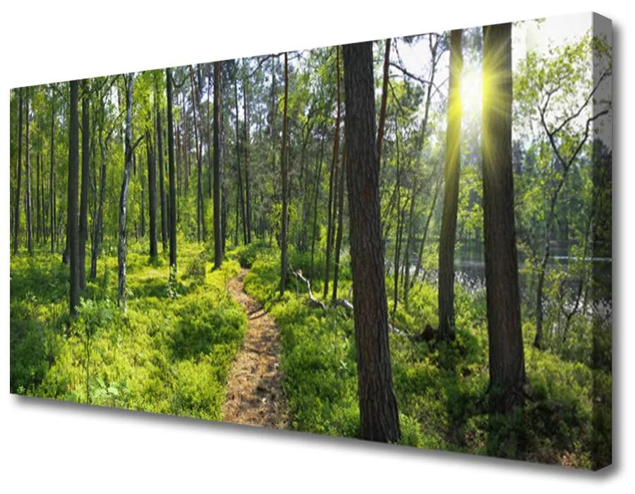 Obraz na plátně Les Stezka Cestička Příroda 100x50 cm