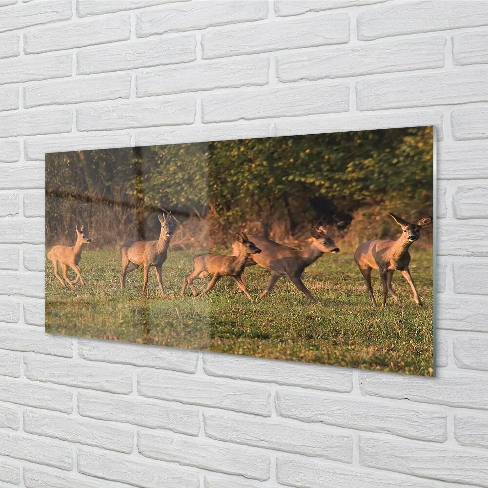 Obraz na skle Deer Golf svítání 120x60 cm