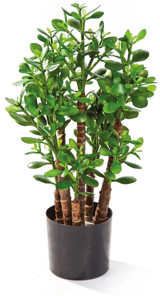 CRASSULA OVATA - Tlustice vejčitá Výška: 60 cm