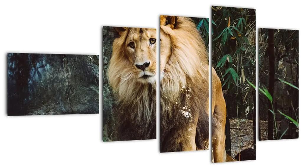 Obraz lva v přírodě (110x60 cm), 40 dalších rozměrů