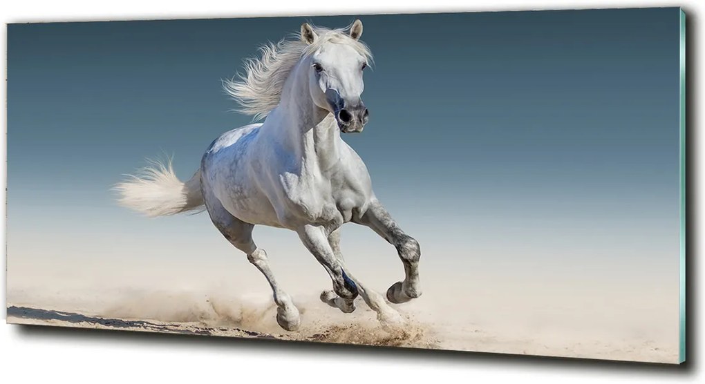 Foto-obraz na skle horizontální Bílý kůň ve cvalu