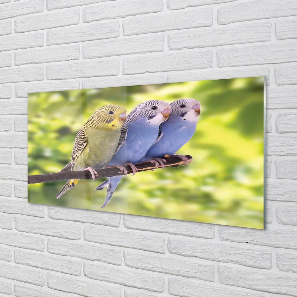 akrylový obraz Barevné papoušek na větvi 140x70 cm