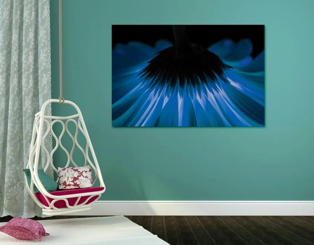 Obraz modrá gerbera na tmavém pozadí - 120x80 cm